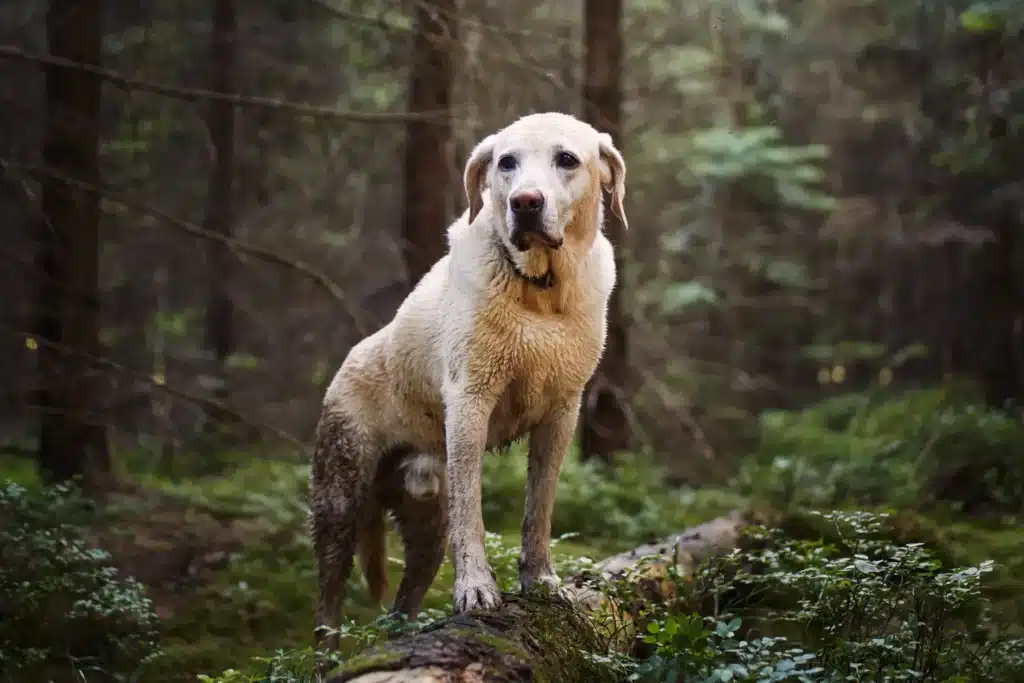 Pamper Your Pet: Top Grooming and Care Tips for Happy Pets