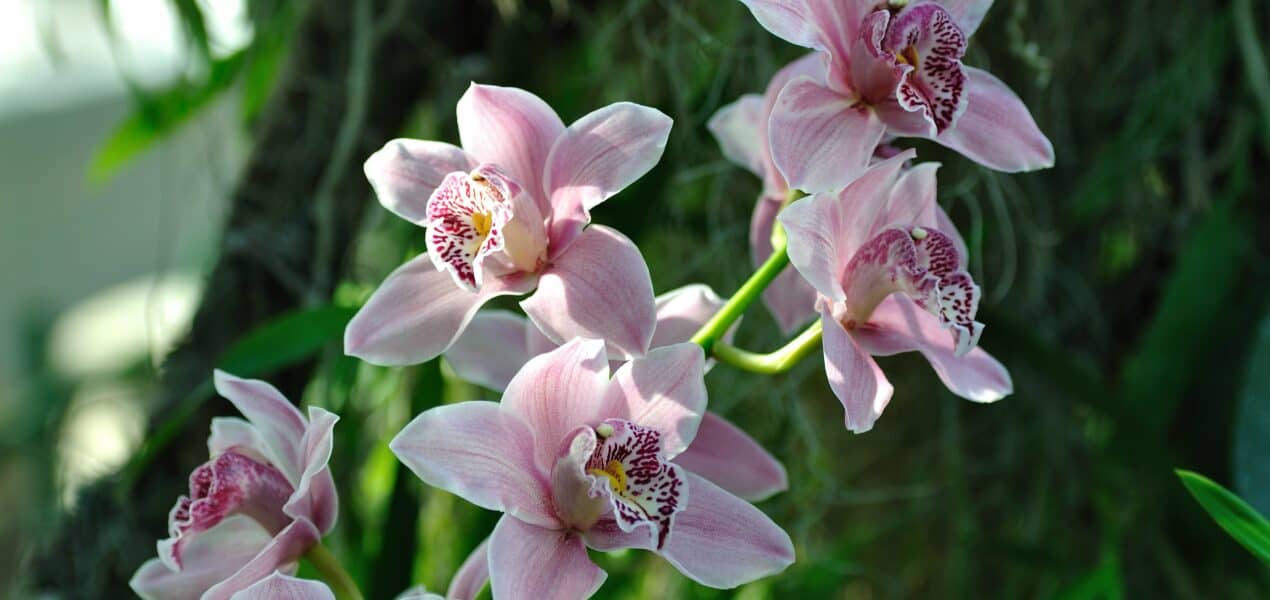 Luxury Plants for Stylish Interiors and Elegant Gardens