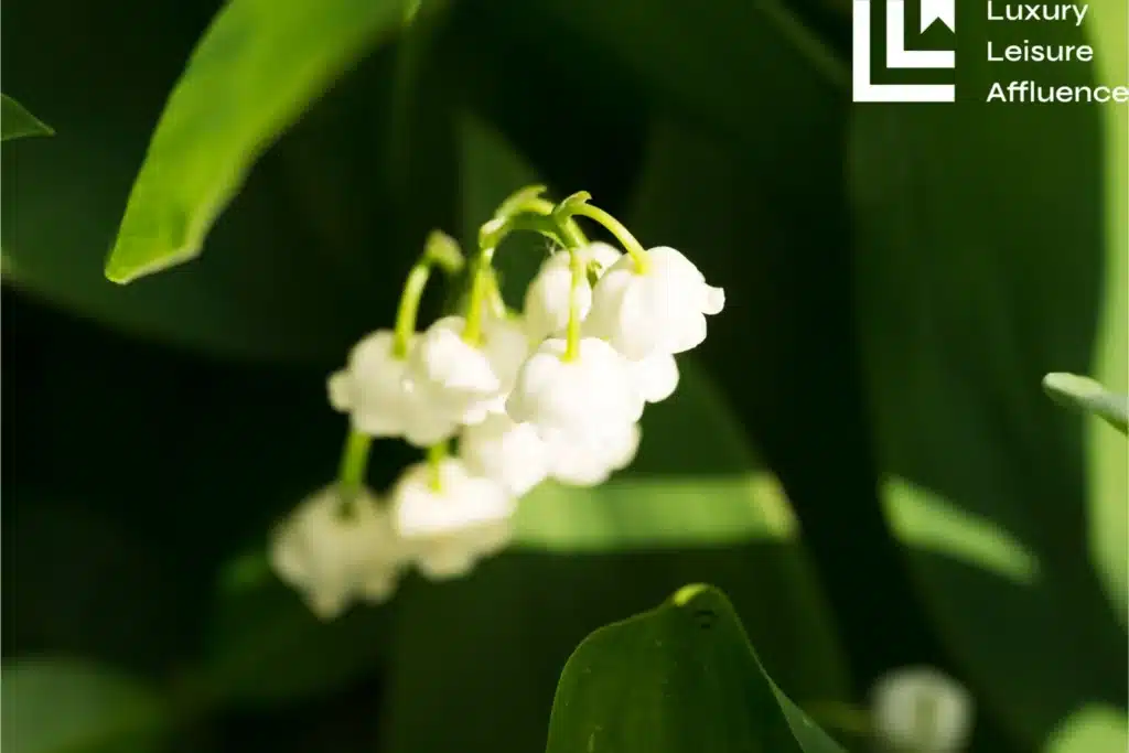 Expensive Flowers for Premium Arrangements and Gifts