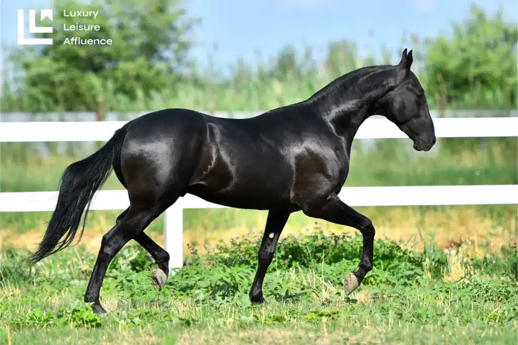 The World's Top 8 Most Expensive Horse Breeds - Luxury Leisure Affluence