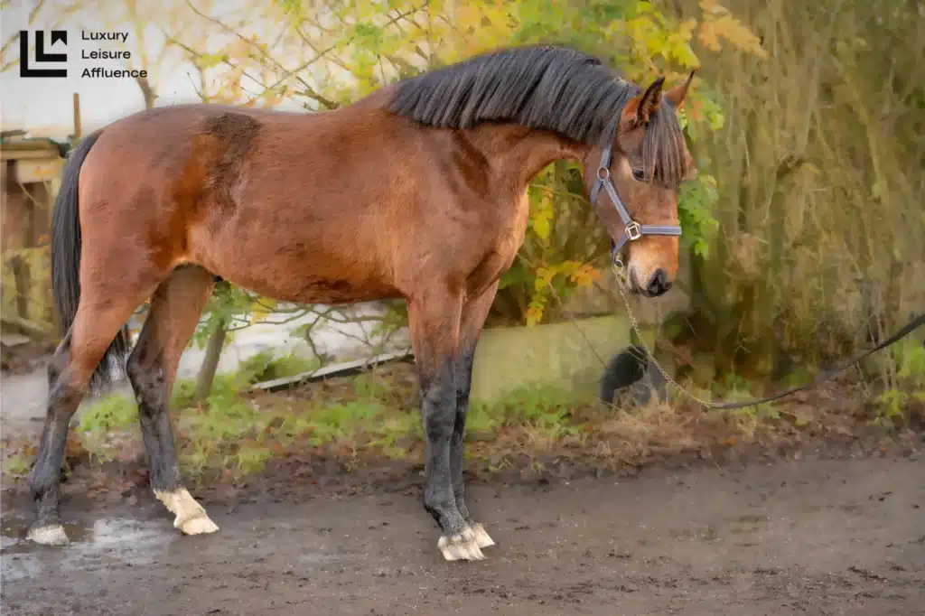 The World's Top 8 Most Expensive Horse Breeds - Luxury Leisure Affluence