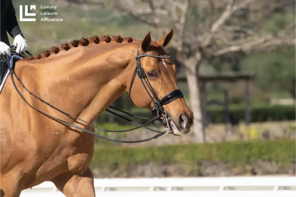 The World's Top 8 Most Expensive Horse Breeds - Luxury Leisure Affluence