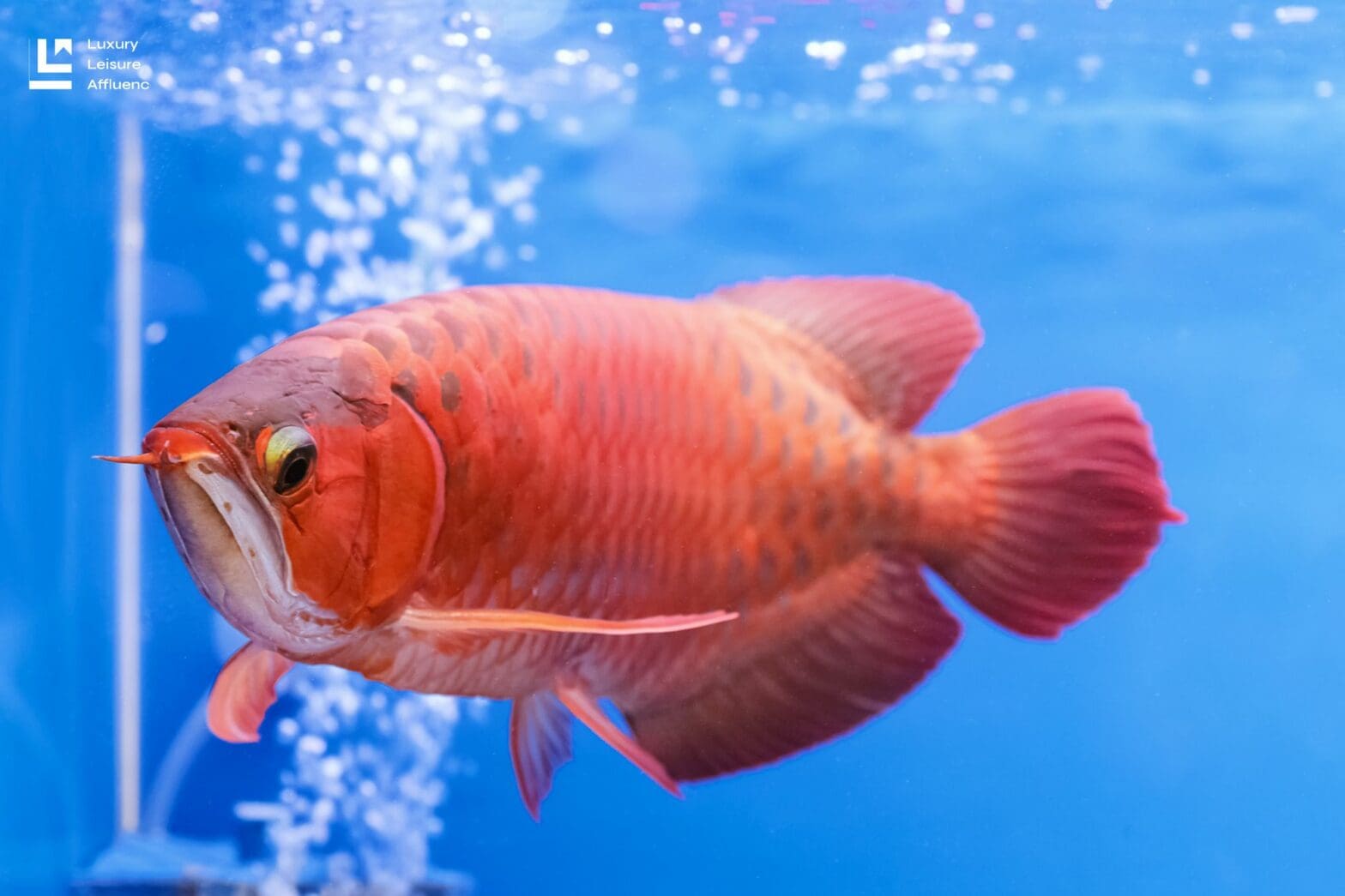 10 Most Expensive Fish in the World: Stunning Guide