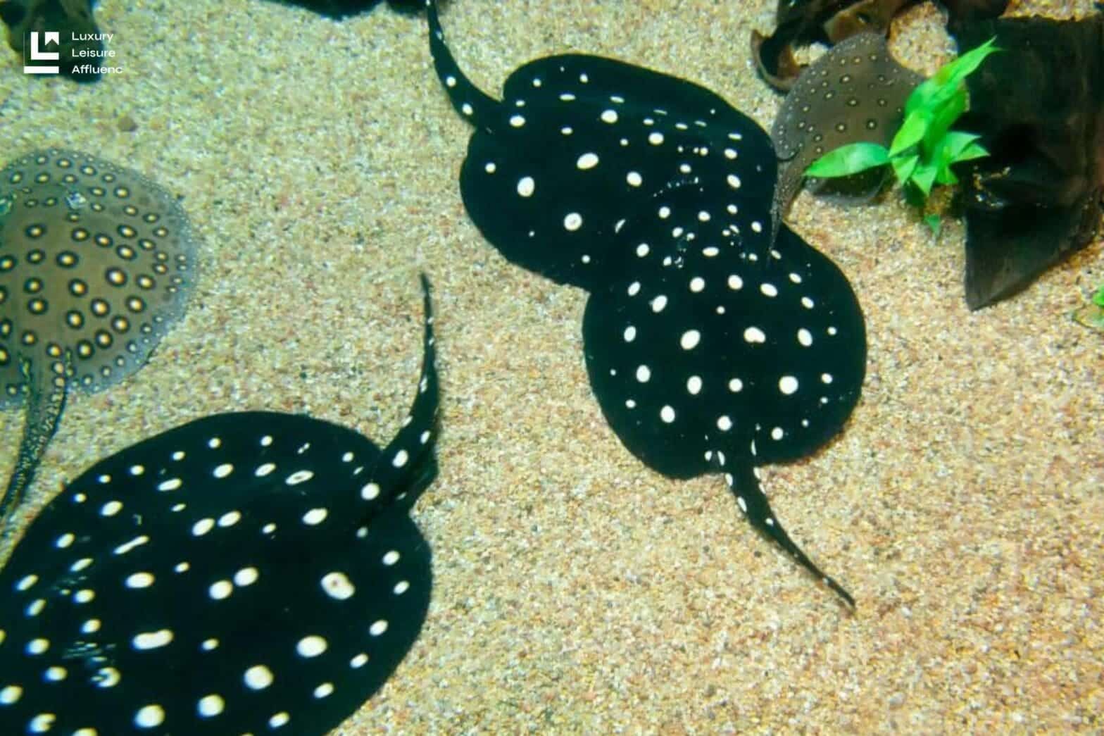 10 Most Expensive Fish in the World: Stunning Guide