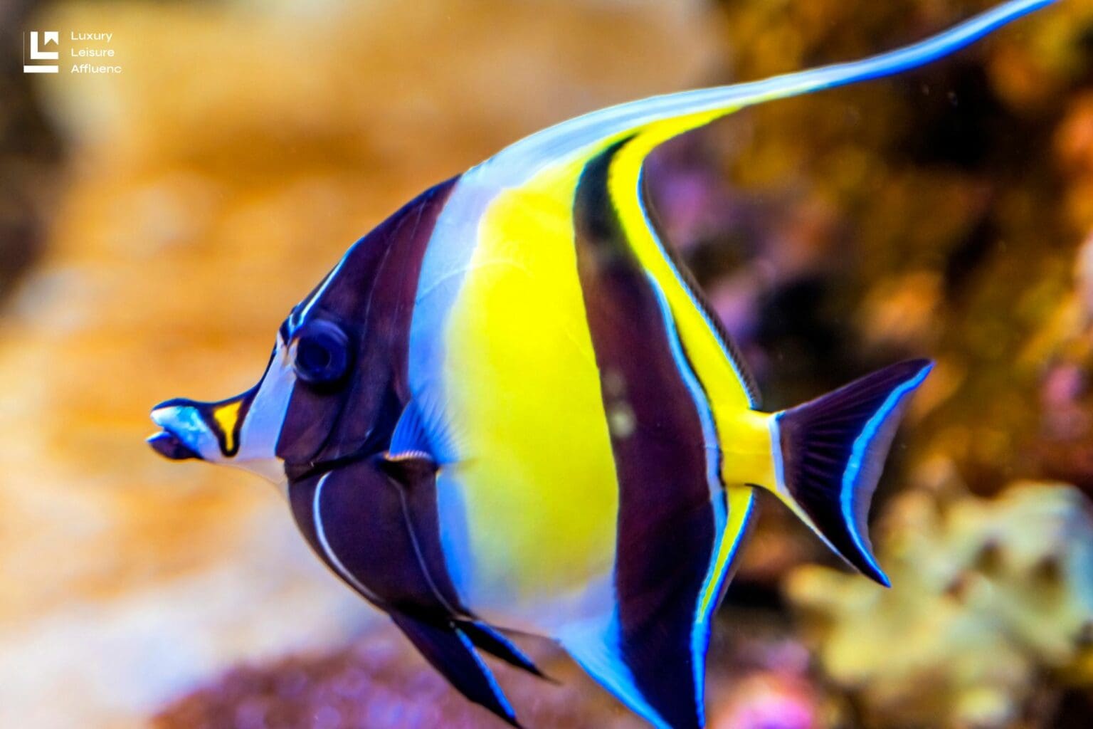 10 Most Expensive Fish in the World: Stunning Guide