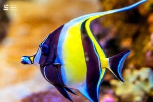 10 Most Expensive Fish in the World: Stunning Guide